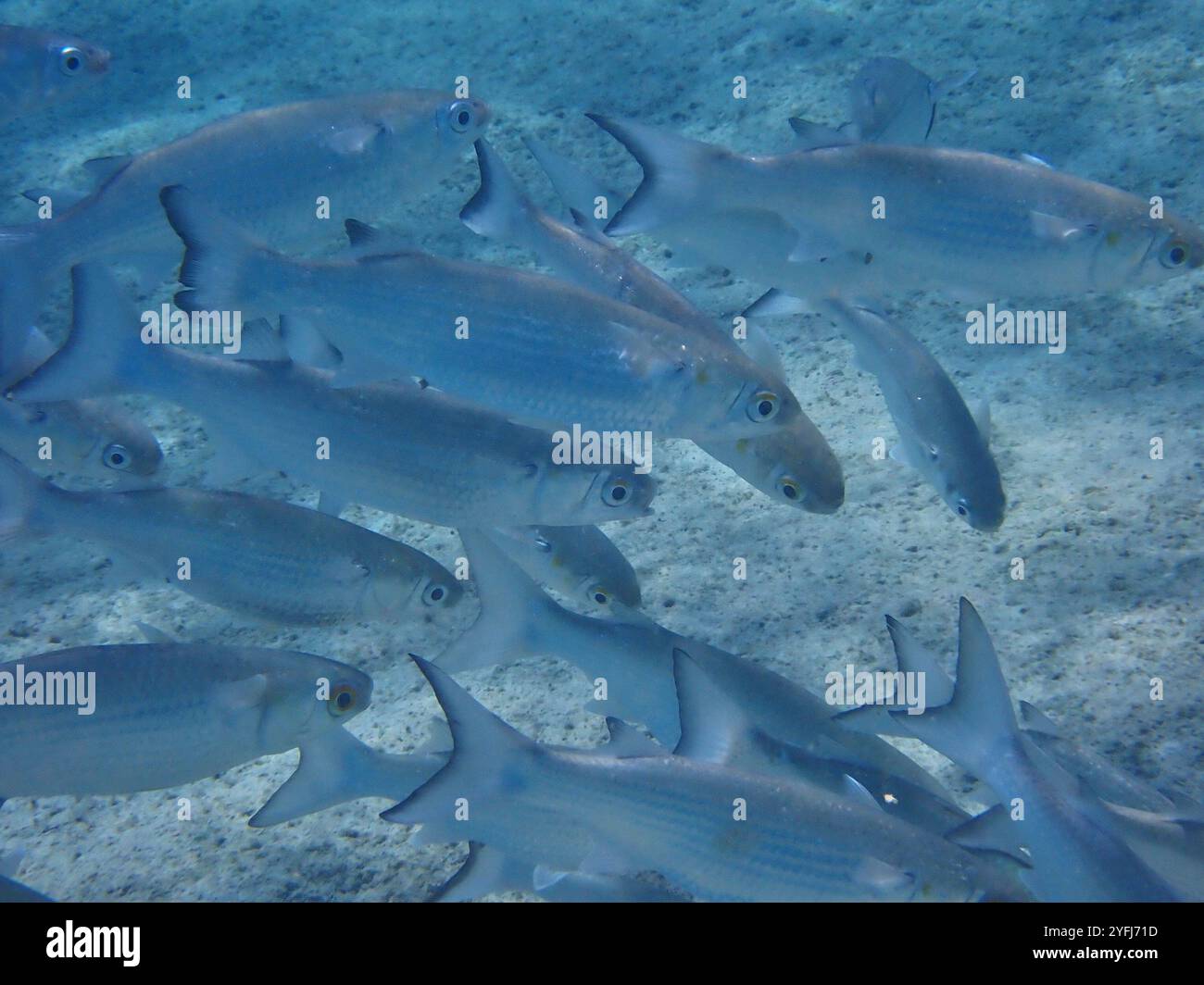 White mullet mugil curema hi-res stock photography and images - Alamy