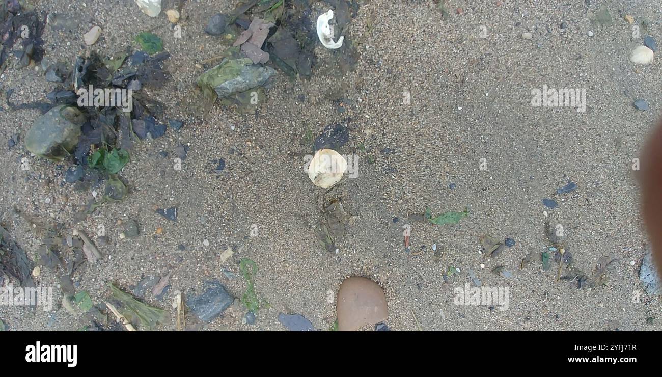 Jingle Shells (Anomiidae Stock Photo - Alamy