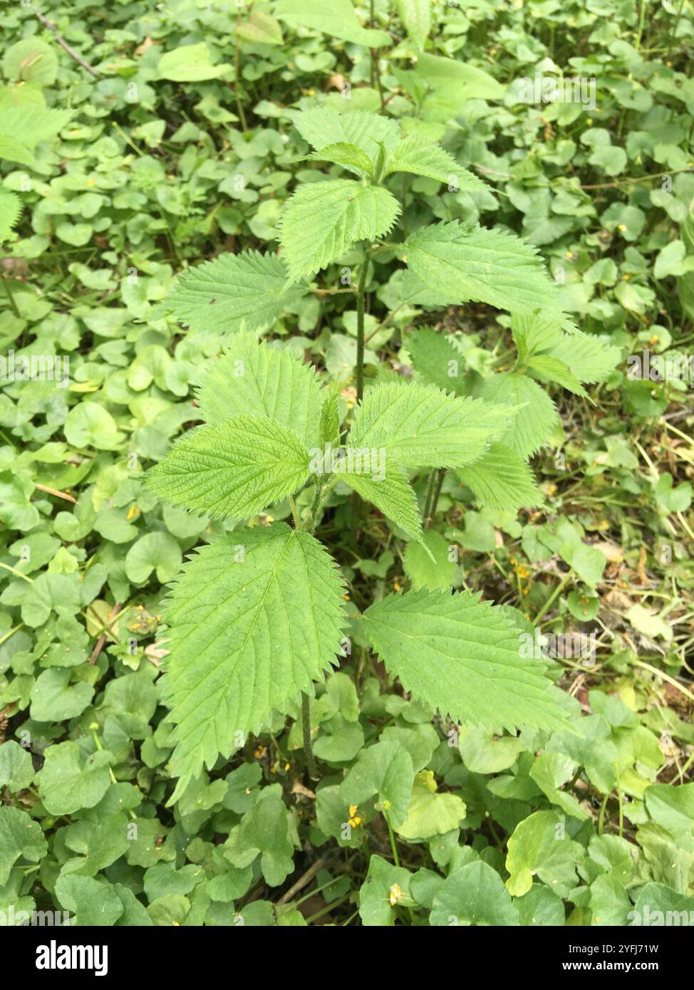 nettle family (Urticaceae Stock Photo - Alamy