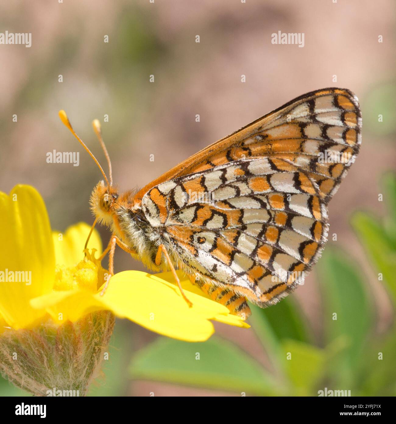 Anicia hi-res stock photography and images - Alamy