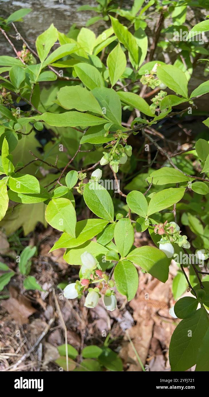 Northern highbush blueberry (Vaccinium corymbosum Stock Photo - Alamy
