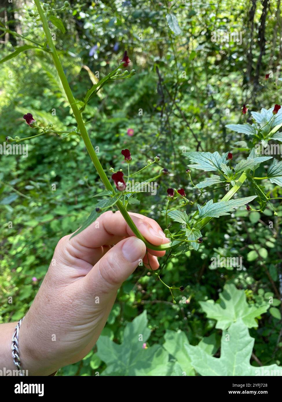 California beeplant (Scrophularia californica Stock Photo - Alamy