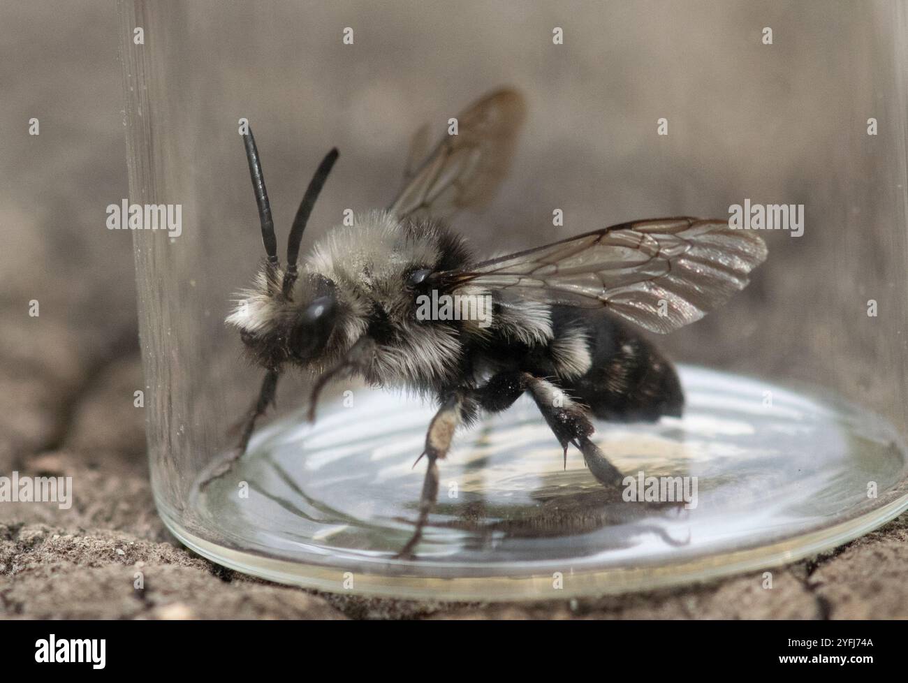 Common Mourning Bee (Melecta albifrons Stock Photo - Alamy