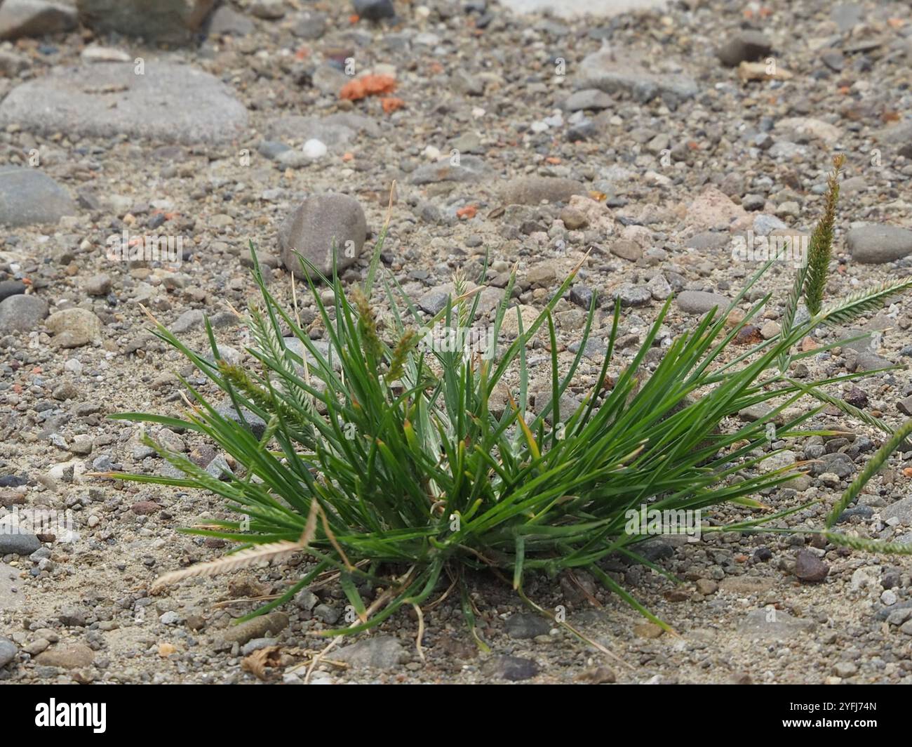 Goose Grass (Eleusine indica Stock Photo - Alamy