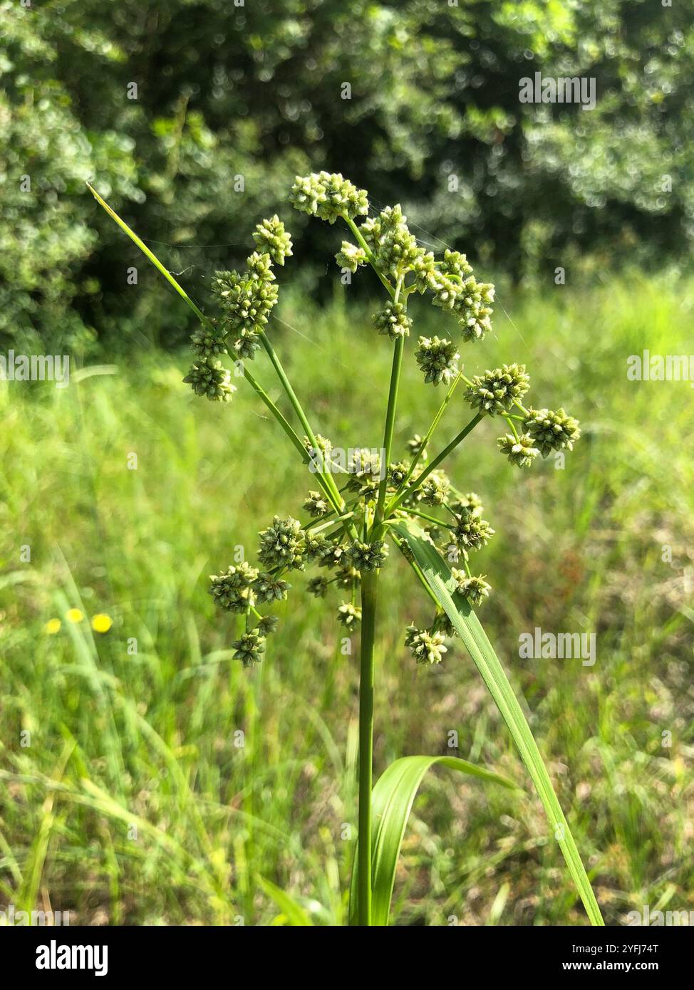 dark green bulrush (Scirpus atrovirens Stock Photo - Alamy