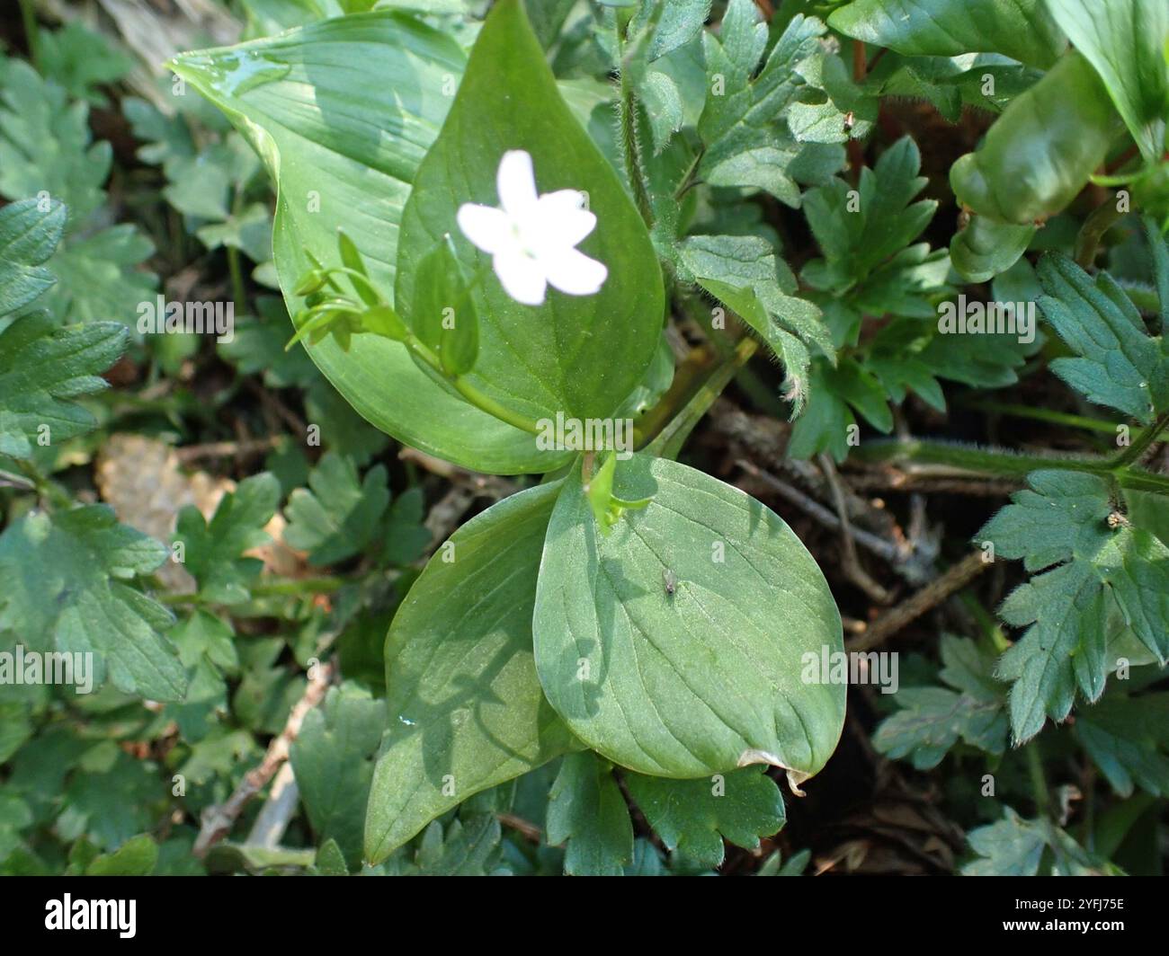 Candy Flower (Claytonia sibirica Stock Photo - Alamy