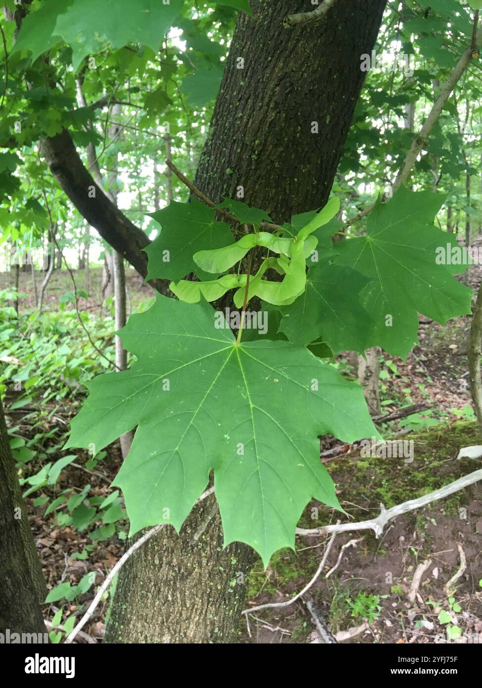Norway maple (Acer platanoides Stock Photo - Alamy
