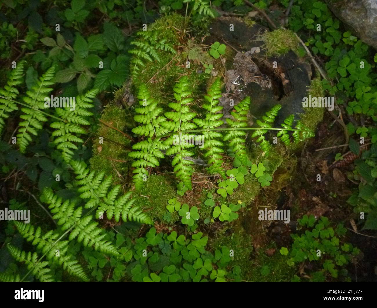 broad buckler-fern (Dryopteris dilatata Stock Photo - Alamy