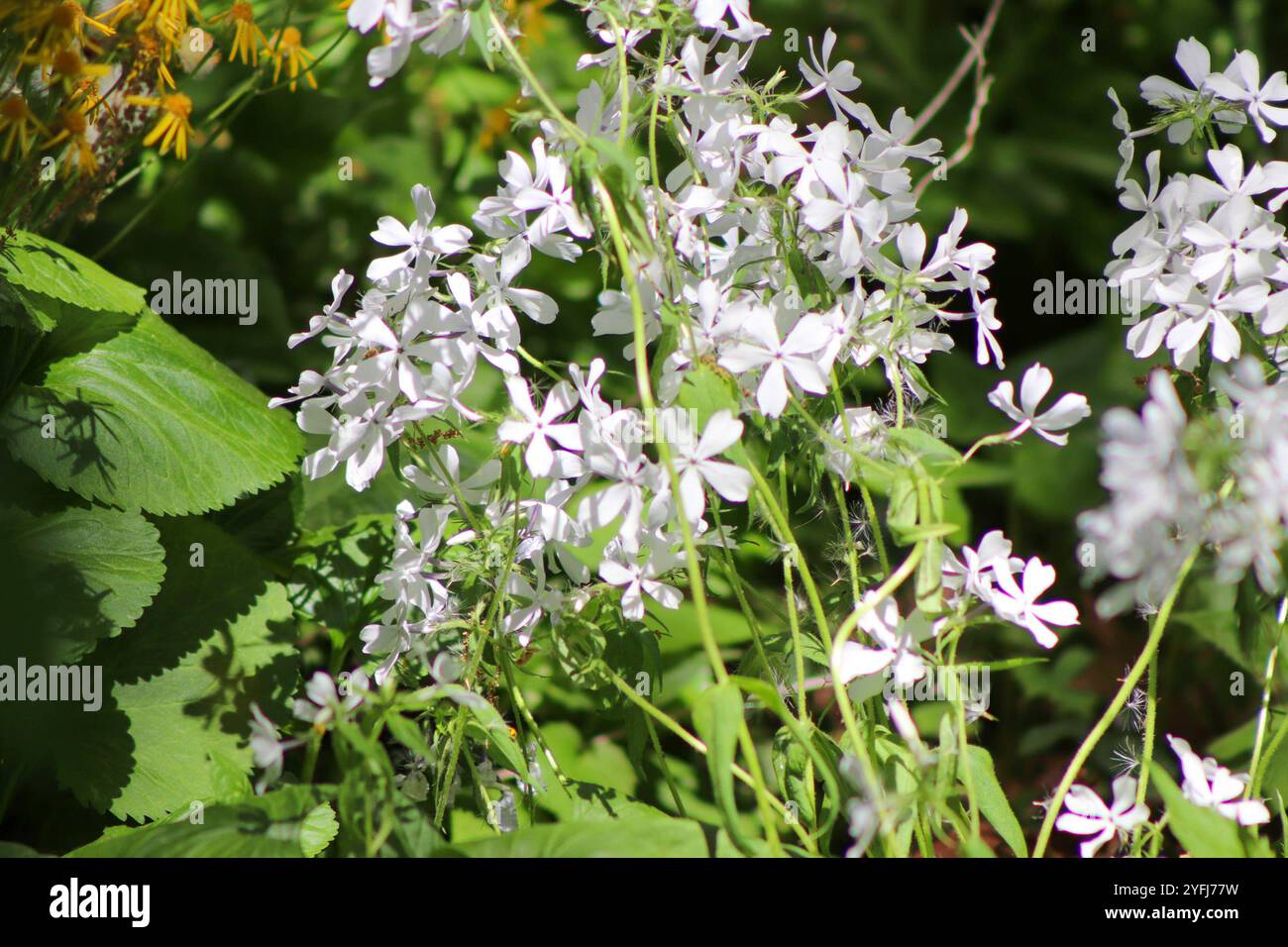 blue phlox (Phlox divaricata Stock Photo - Alamy
