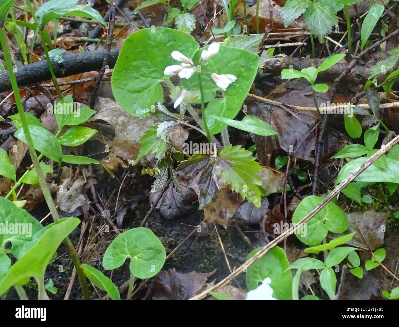 Two-leaved Toothwort (Cardamine diphylla Stock Photo - Alamy