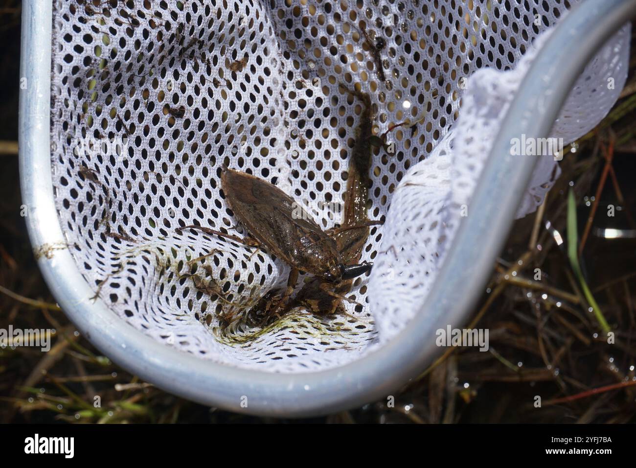 American Giant Water Bug (Lethocerus americanus Stock Photo - Alamy