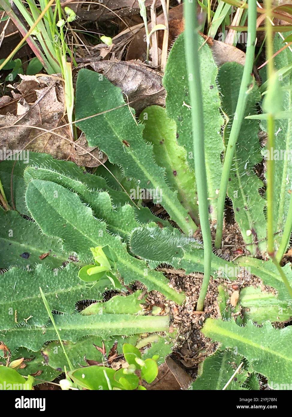 Common Cat's-ear (Hypochaeris radicata Stock Photo - Alamy