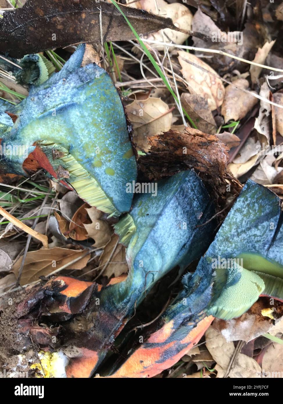 Liver bolete hi-res stock photography and images - Alamy
