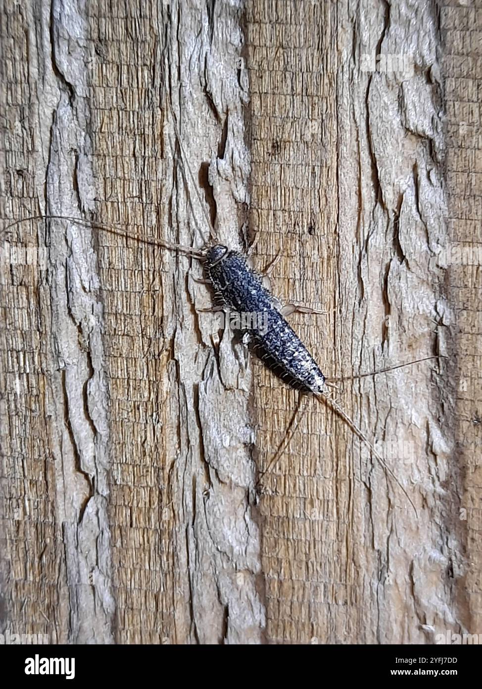 Four-lined Silverfish (Ctenolepisma lineatum Stock Photo - Alamy