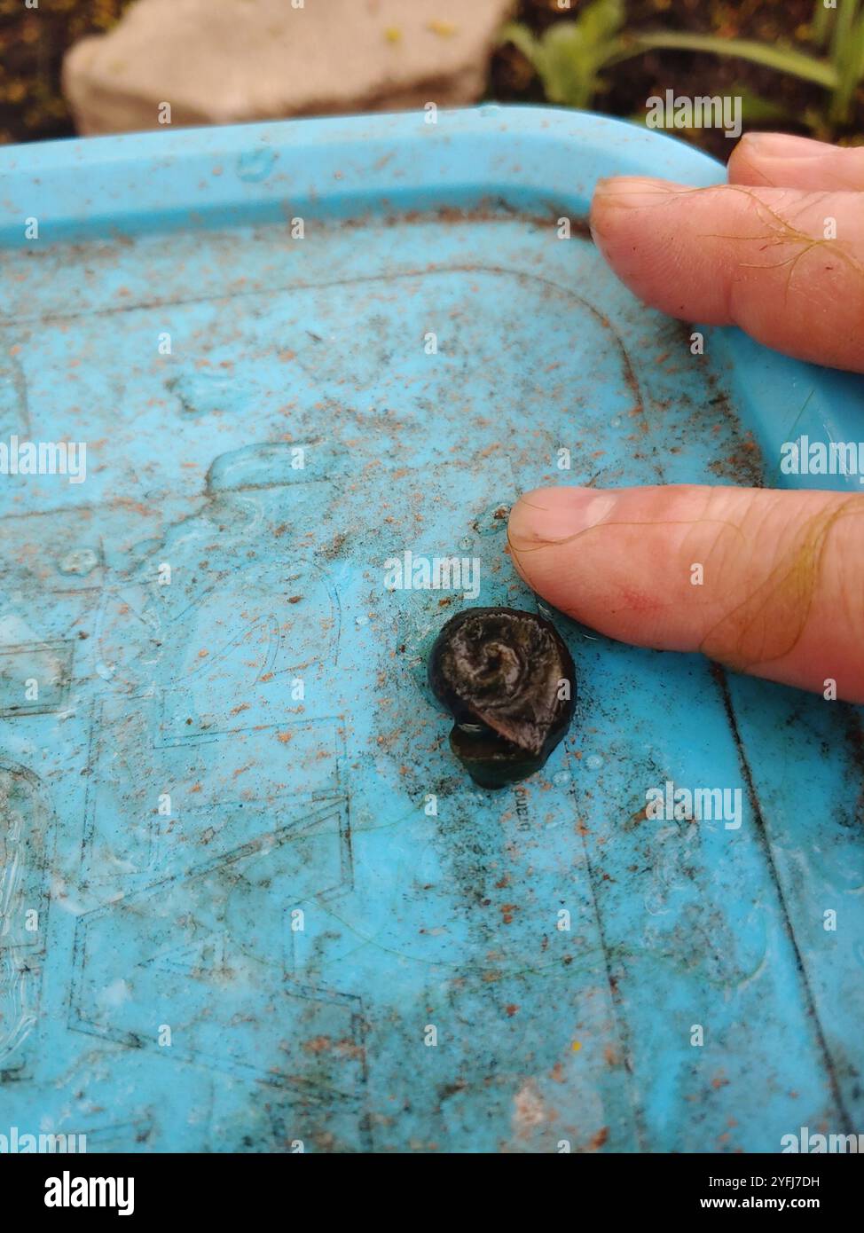 Marsh Ramshorn (Planorbella trivolvis Stock Photo - Alamy