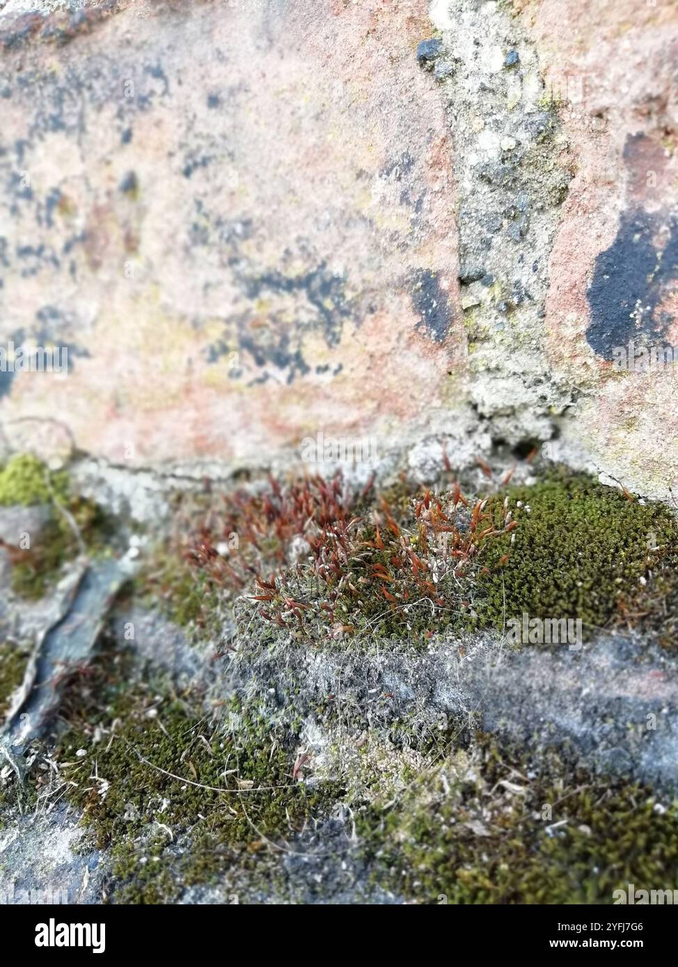 Wall Screw-moss (Tortula muralis Stock Photo - Alamy