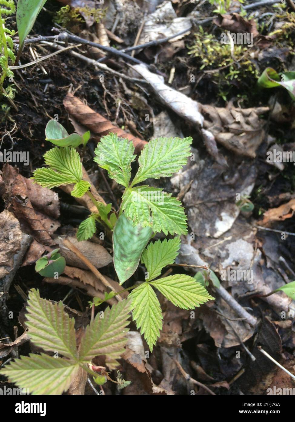 dwarf raspberry (Rubus pubescens Stock Photo - Alamy