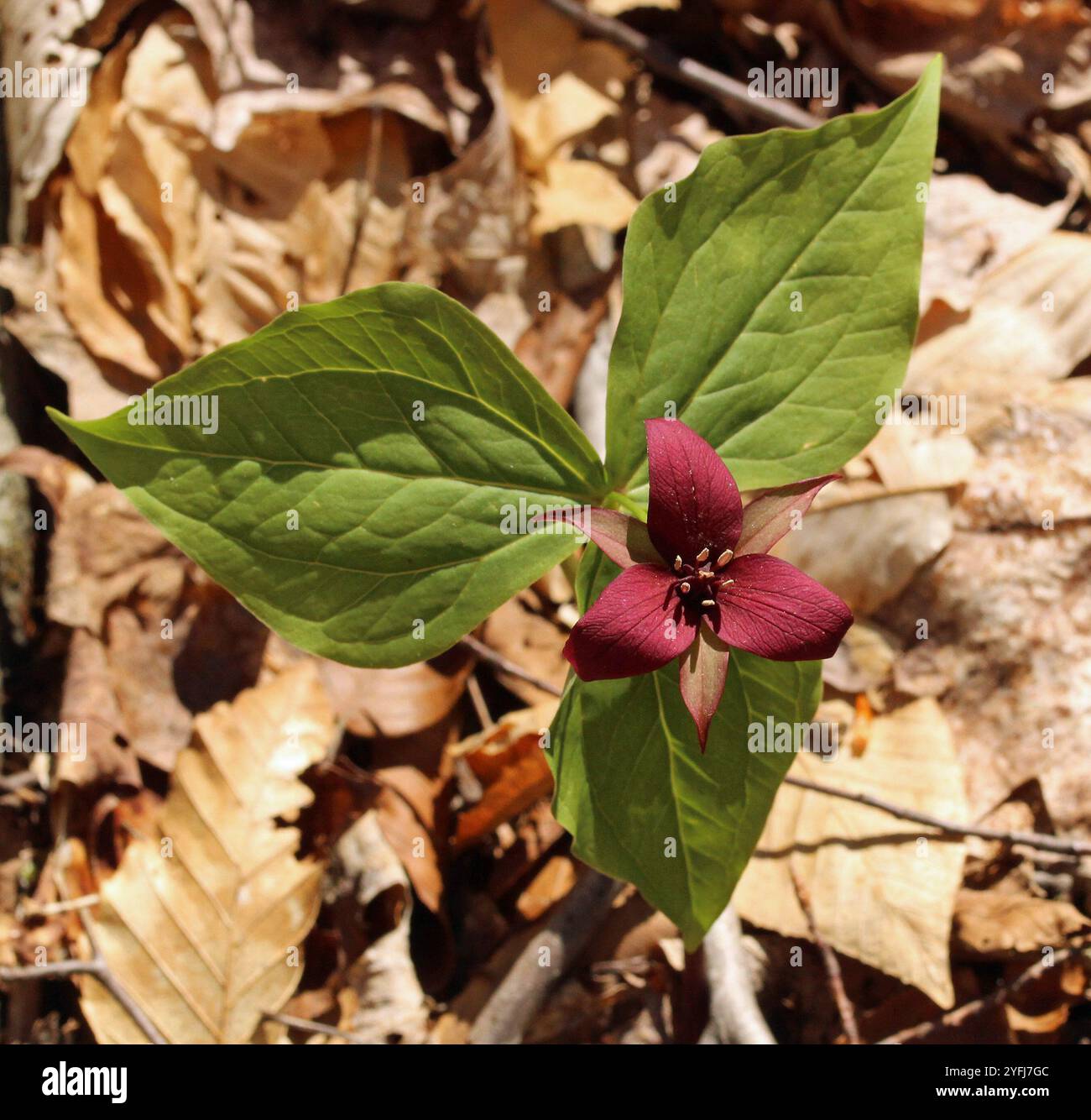 red trillium (Trillium erectum Stock Photo - Alamy