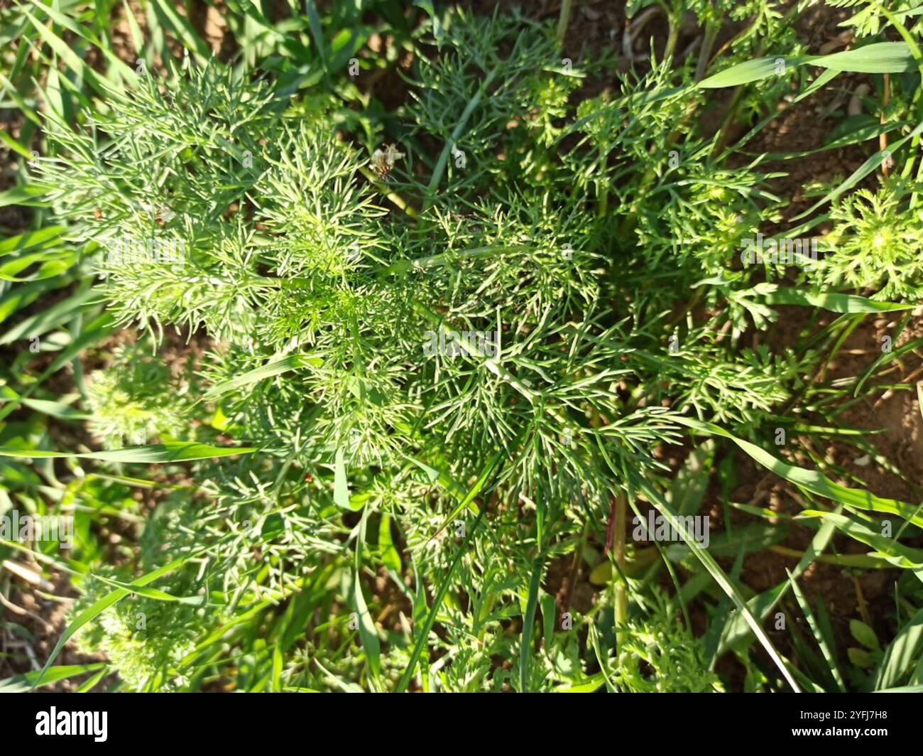 Wayfaring-tree (Viburnum lantana Stock Photo - Alamy
