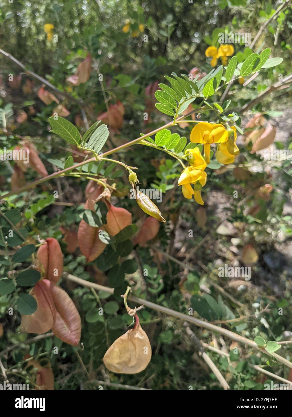 Bladder-senna (Colutea arborescens Stock Photo - Alamy