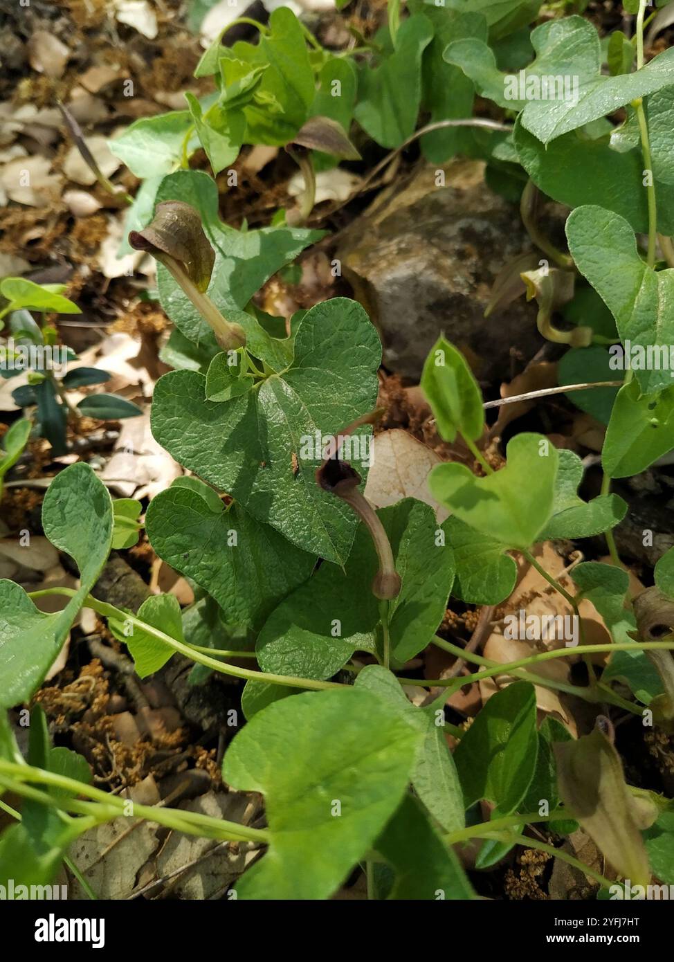 Spanish Birthwort (Aristolochia pistolochia Stock Photo - Alamy