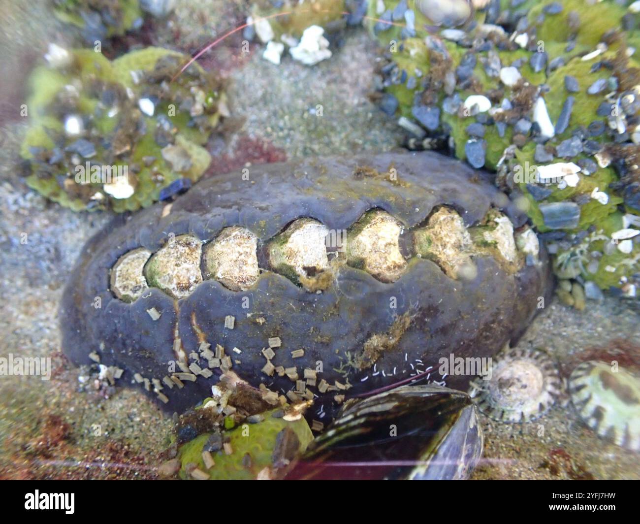 Black Leather Chiton (Katharina tunicata Stock Photo - Alamy