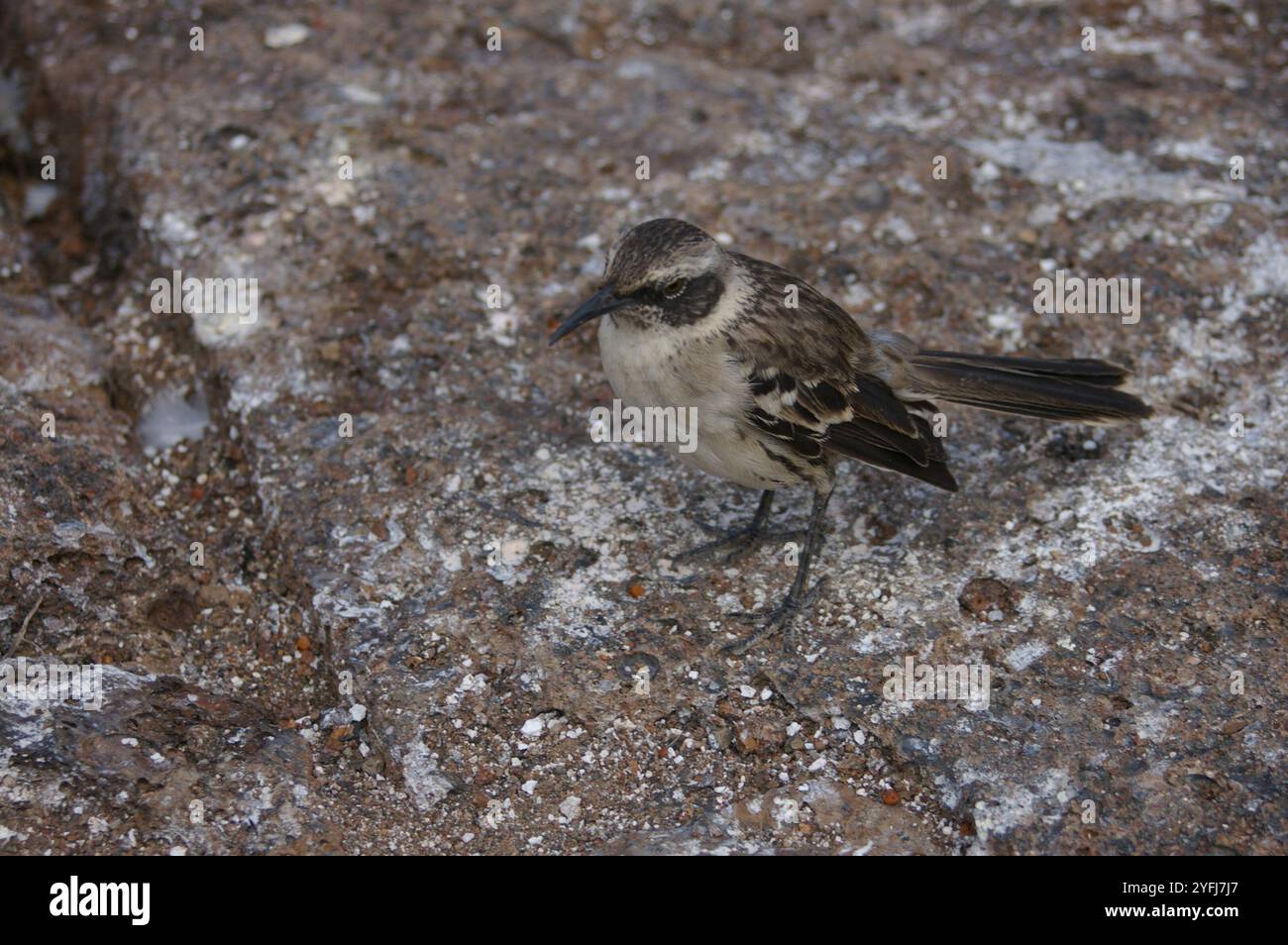Galápagos Mockingbird (Mimus parvulus Stock Photo - Alamy