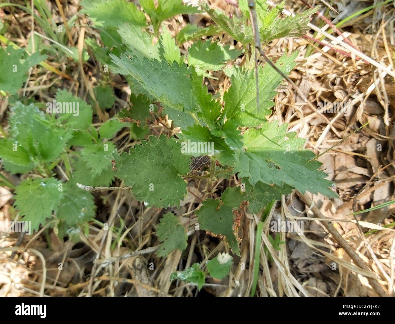 Nettle Clustercup Rust fungus (Puccinia urticata Stock Photo - Alamy