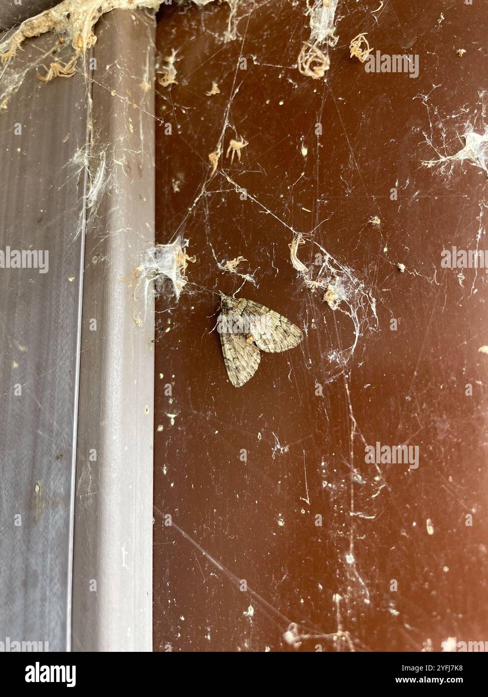 Transfigured Hydriomena Moth (Hydriomena transfigurata Stock Photo - Alamy