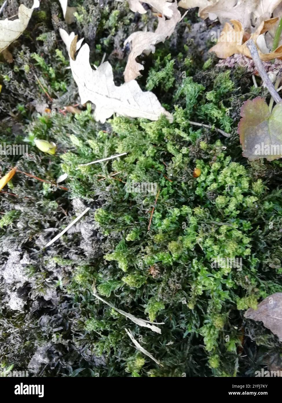 Horn Calcareous Moss (Mnium hornum Stock Photo - Alamy