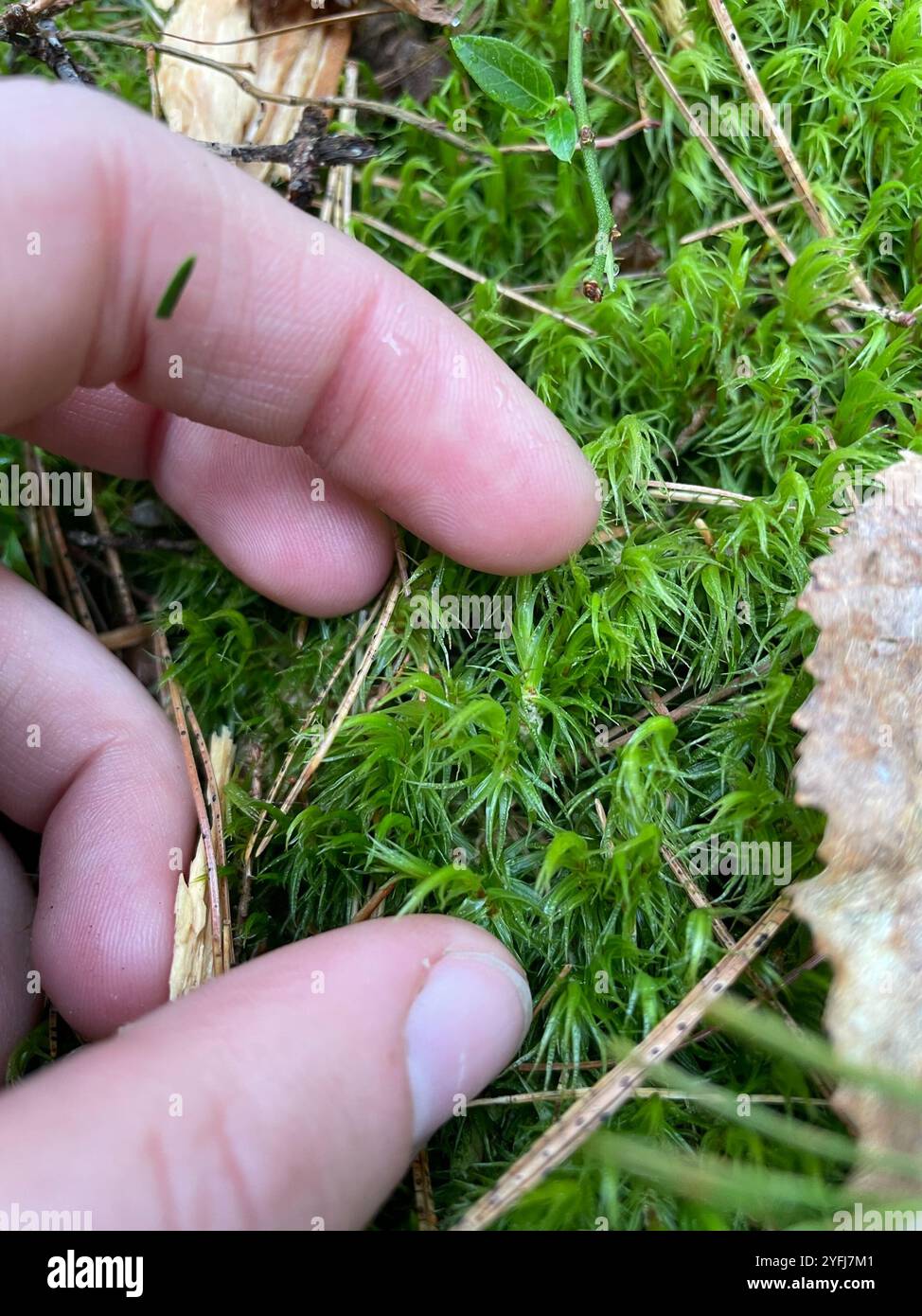 Waxyleaf Moss (Dicranum polysetum Stock Photo - Alamy