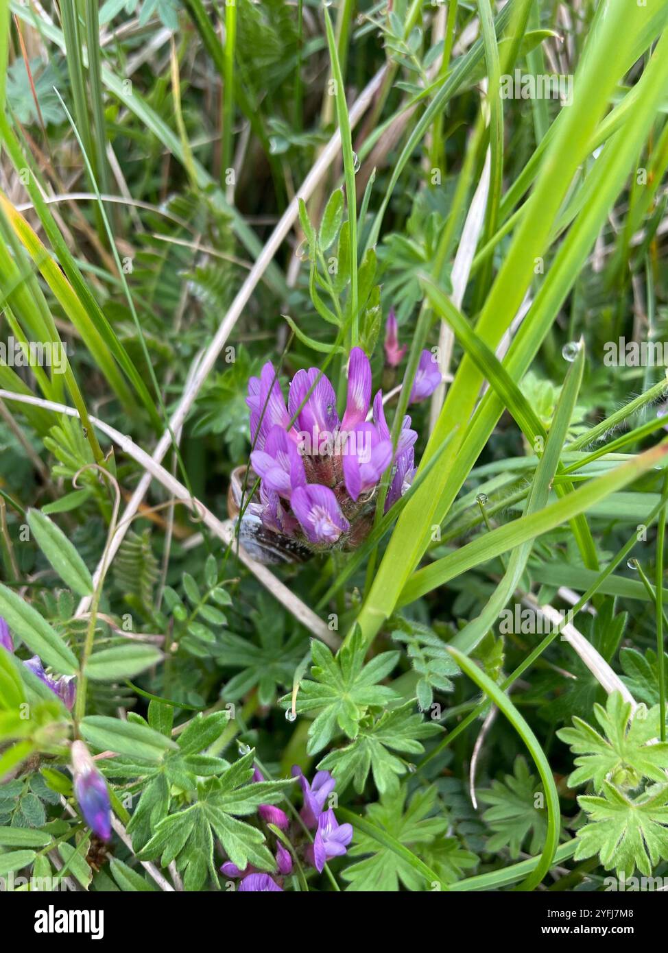 Purple Milk-vetch (Astragalus danicus Stock Photo - Alamy