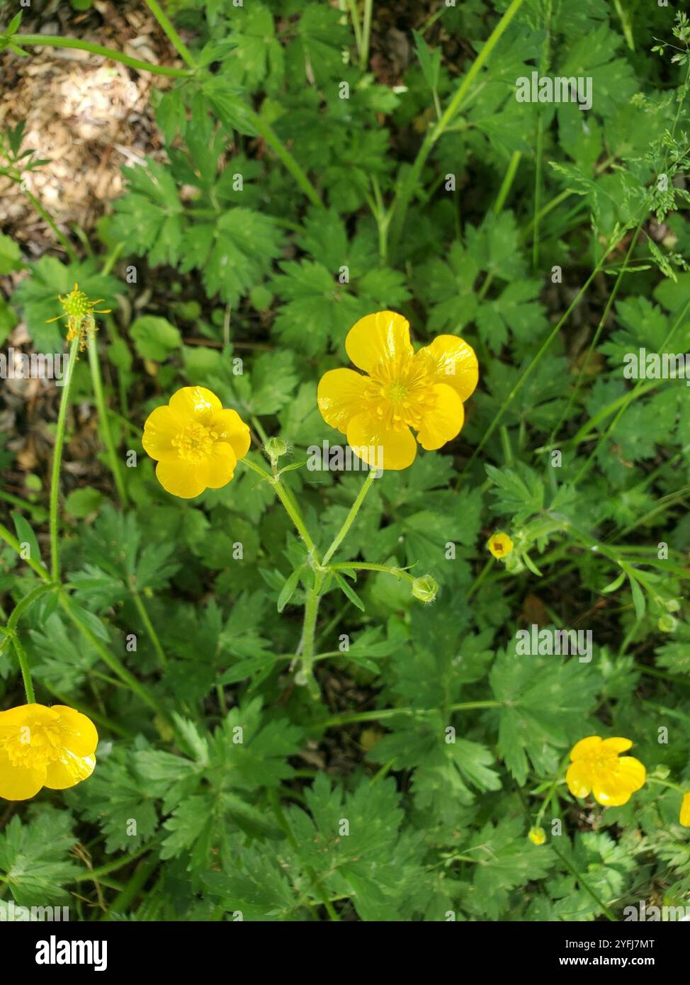 Creeping buttercup (Ranunculus repens Stock Photo - Alamy