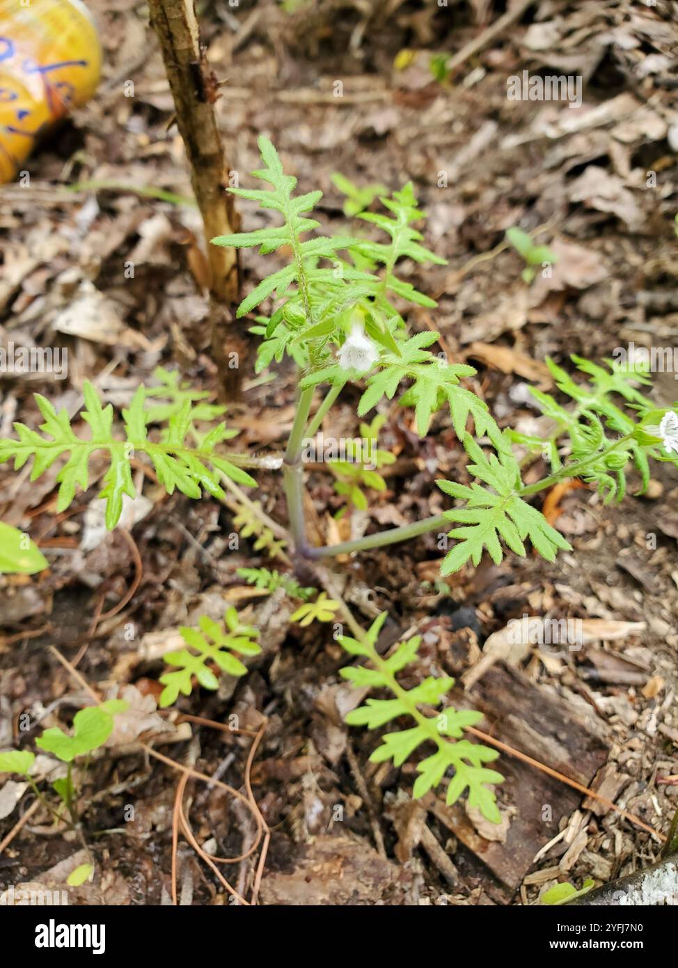 Aunt Lucy (Ellisia nyctelea Stock Photo - Alamy