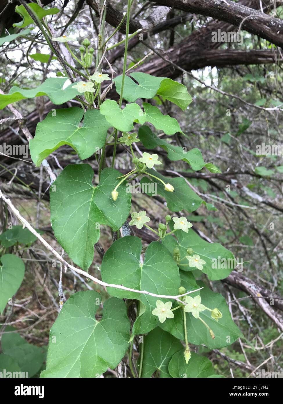 Pearl Milkweed (Matelea reticulata Stock Photo - Alamy