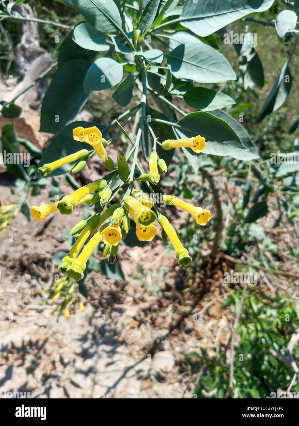 tree tobacco (Nicotiana glauca Stock Photo - Alamy