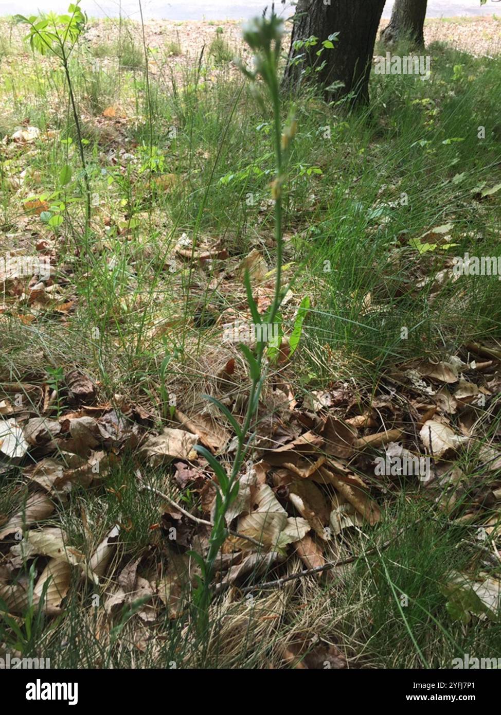 Tower Mustard (Turritis glabra Stock Photo - Alamy