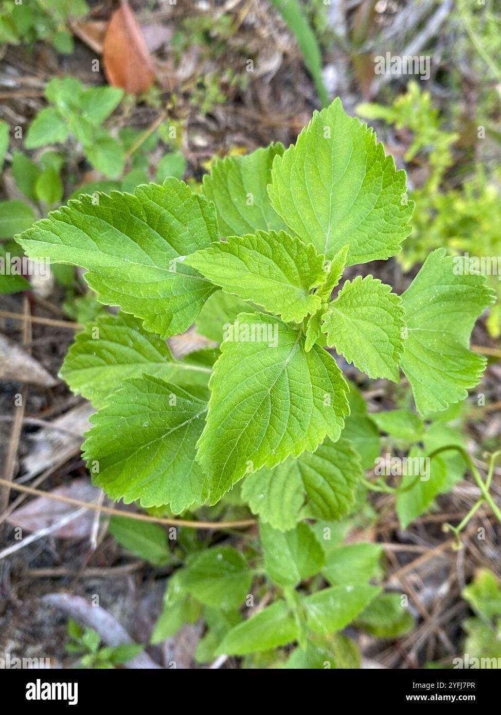 Tropical Bushmint (Hyptis mutabilis Stock Photo - Alamy