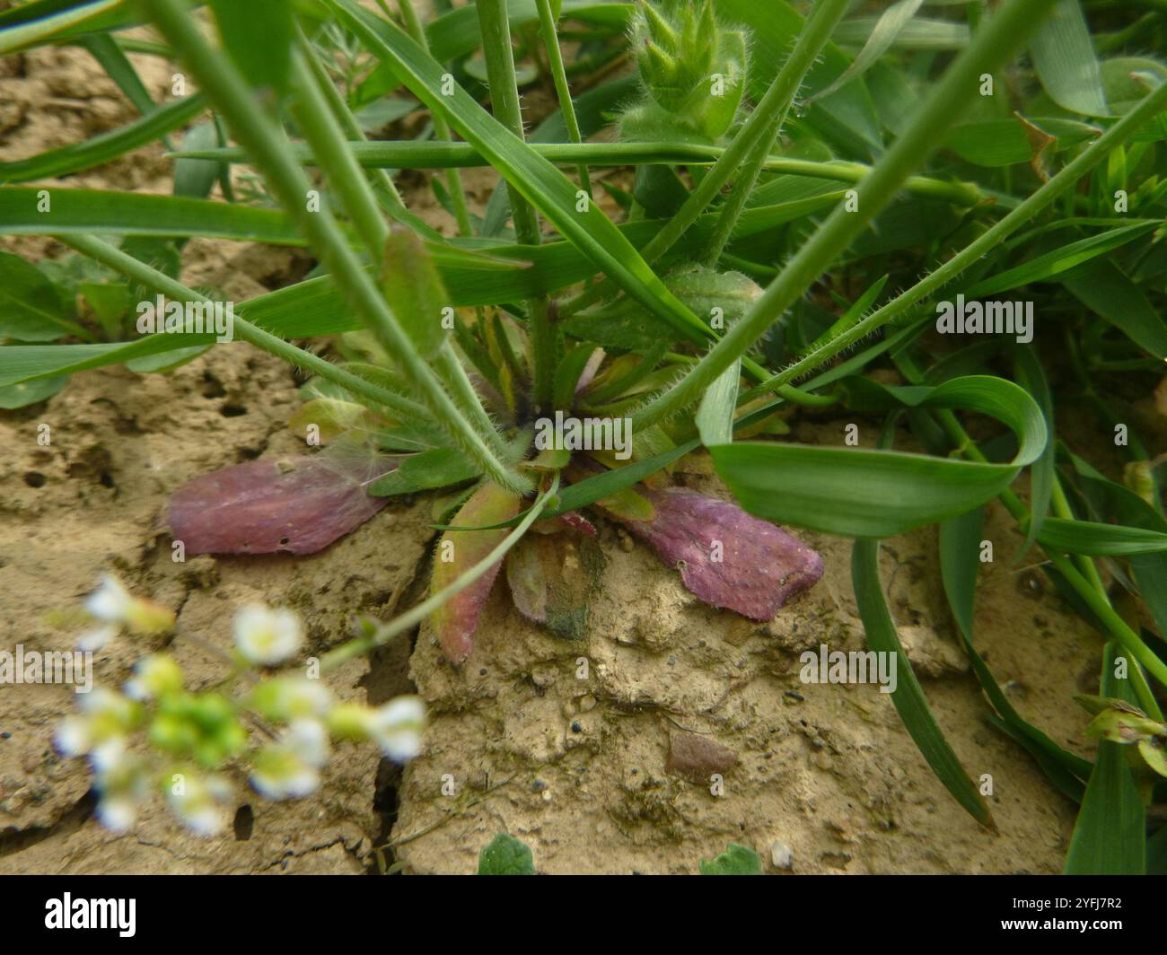 mouse-ear cress (Arabidopsis thaliana Stock Photo - Alamy