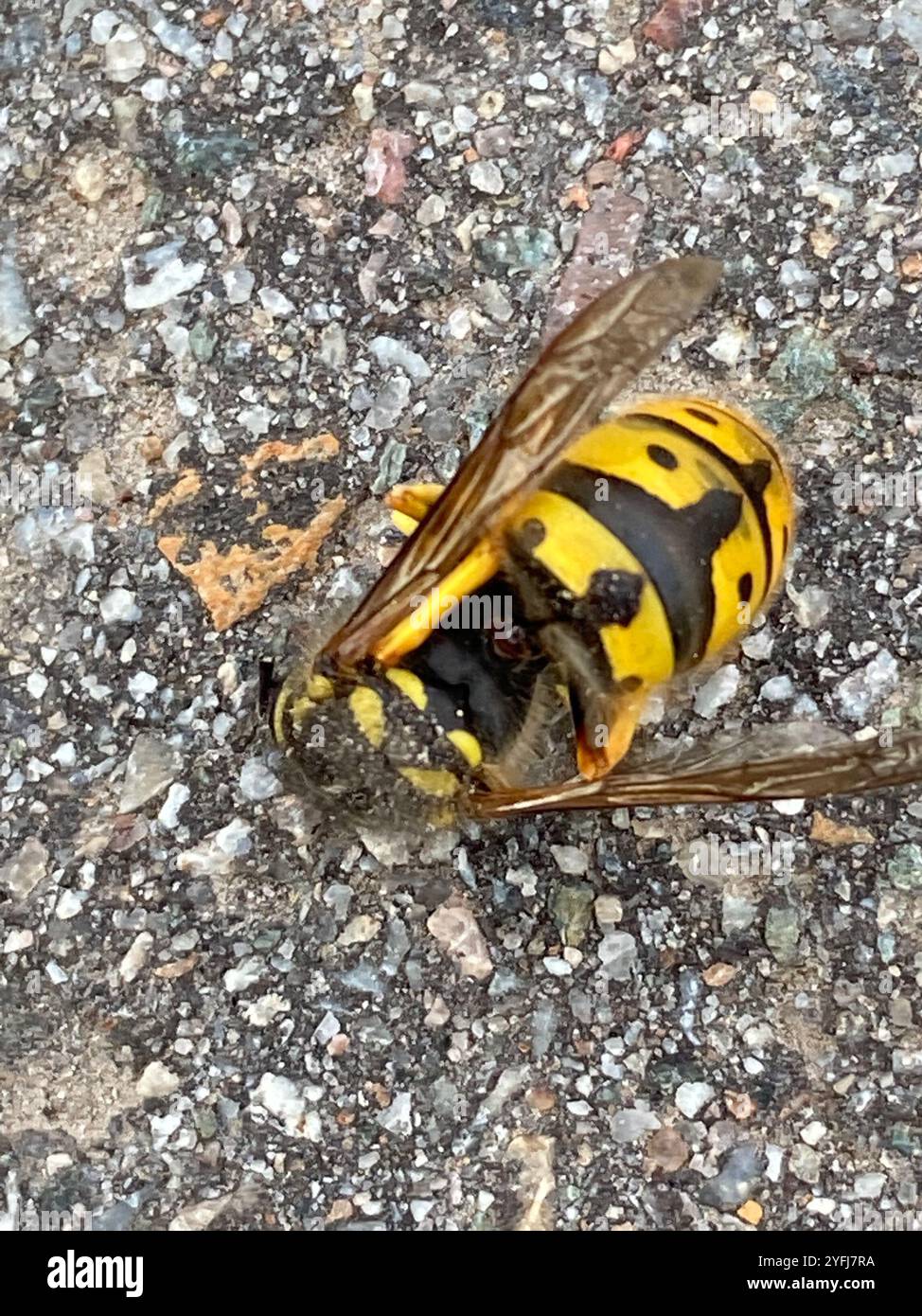 German Yellowjacket (Vespula germanica Stock Photo - Alamy