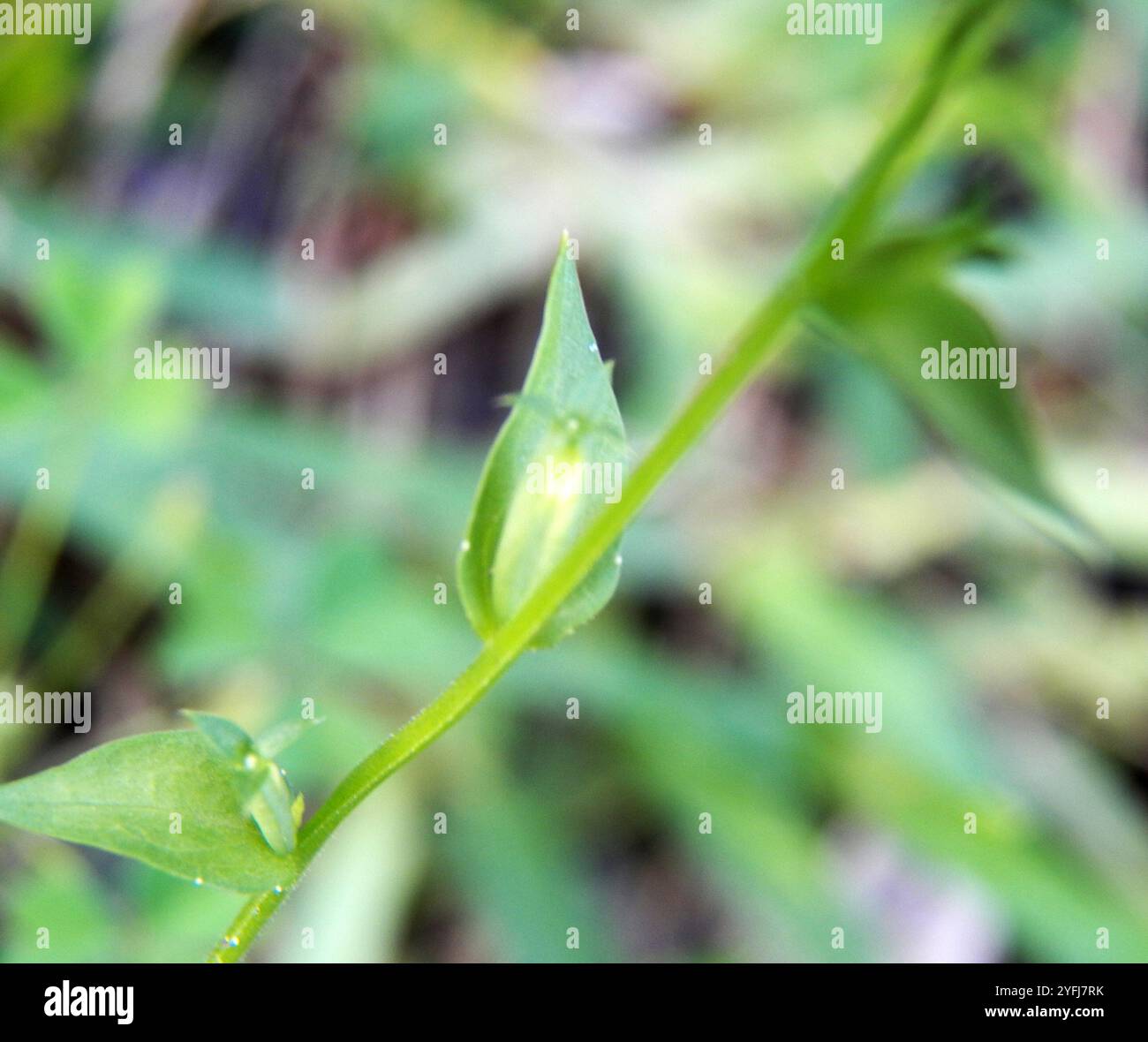 Venus's looking-glass (Triodanis biflora Stock Photo - Alamy