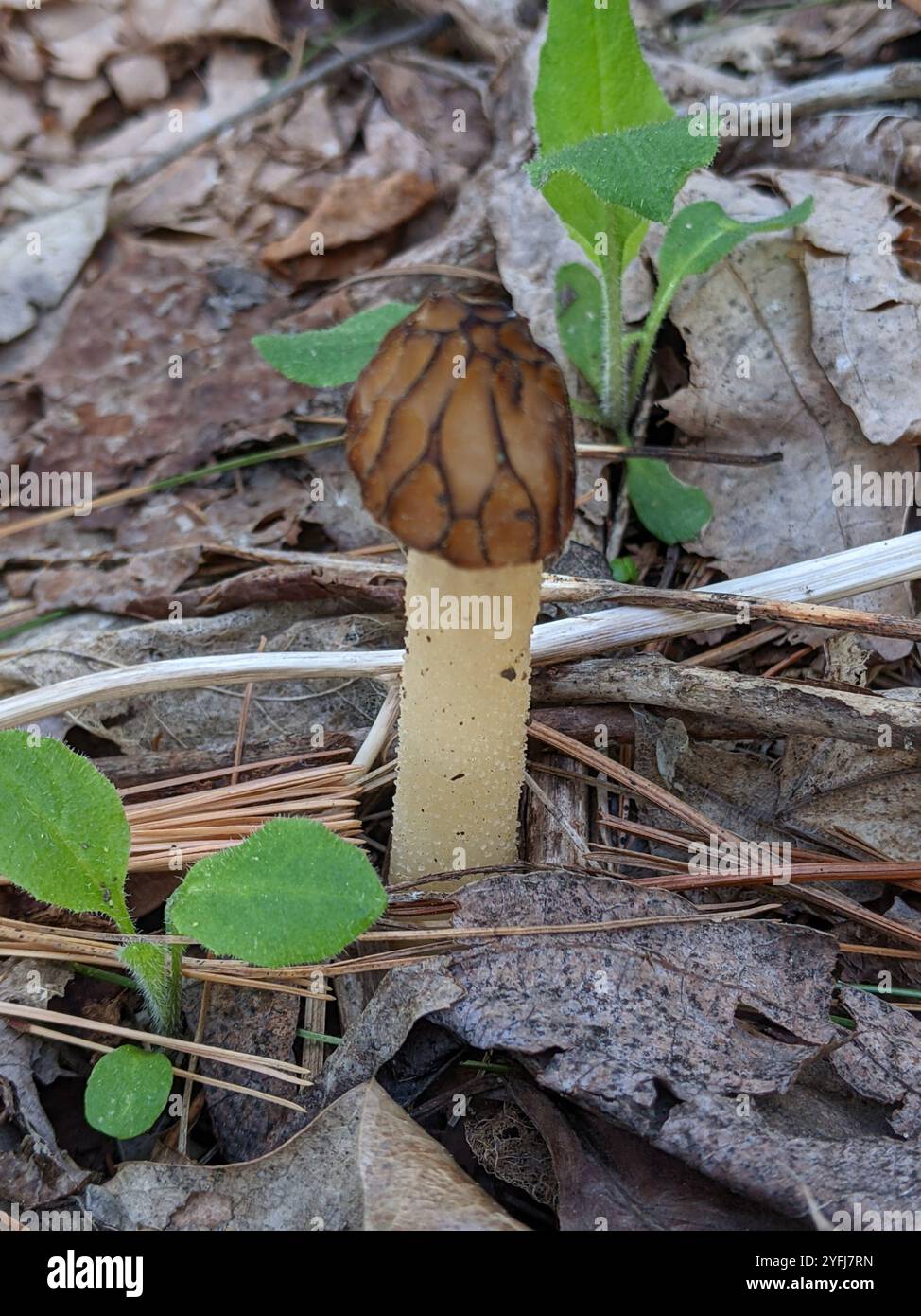 Half-free Morel (Morchella punctipes Stock Photo - Alamy