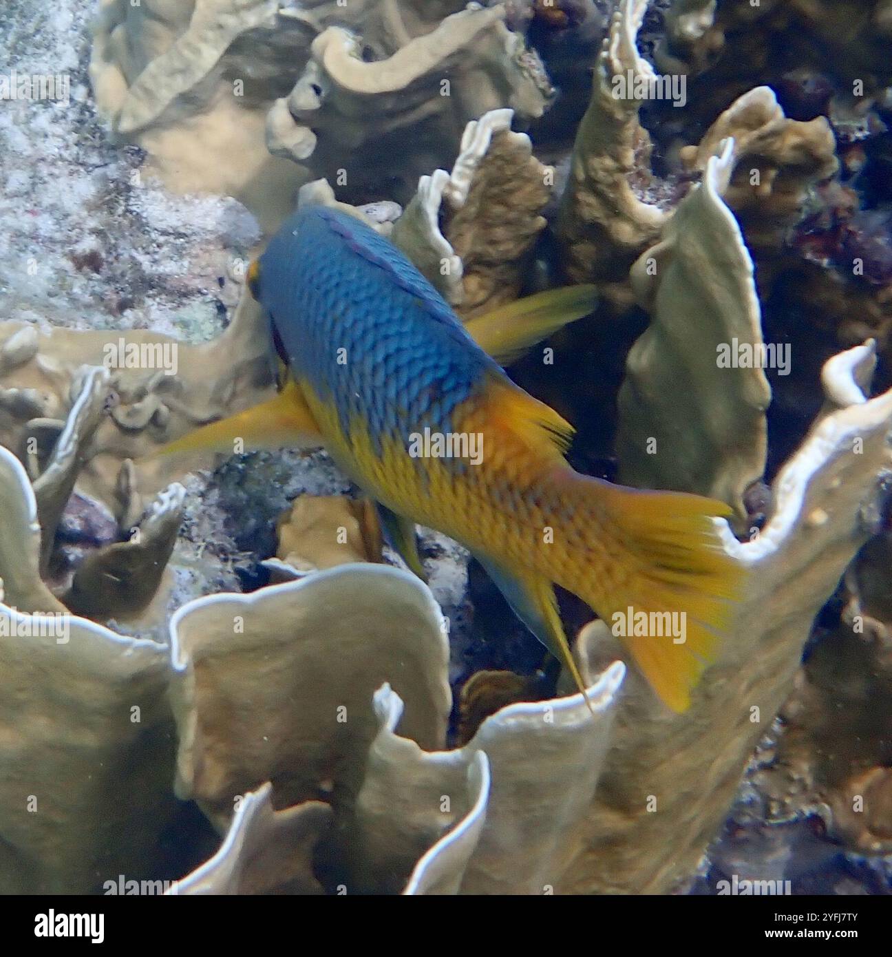 Spanish Hogfish (Bodianus rufus Stock Photo - Alamy