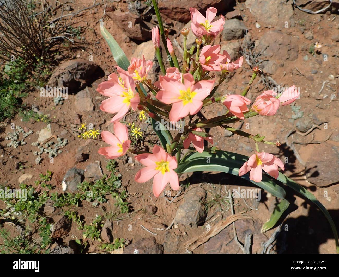 Two-leaved Cape tulip (Moraea miniata Stock Photo - Alamy