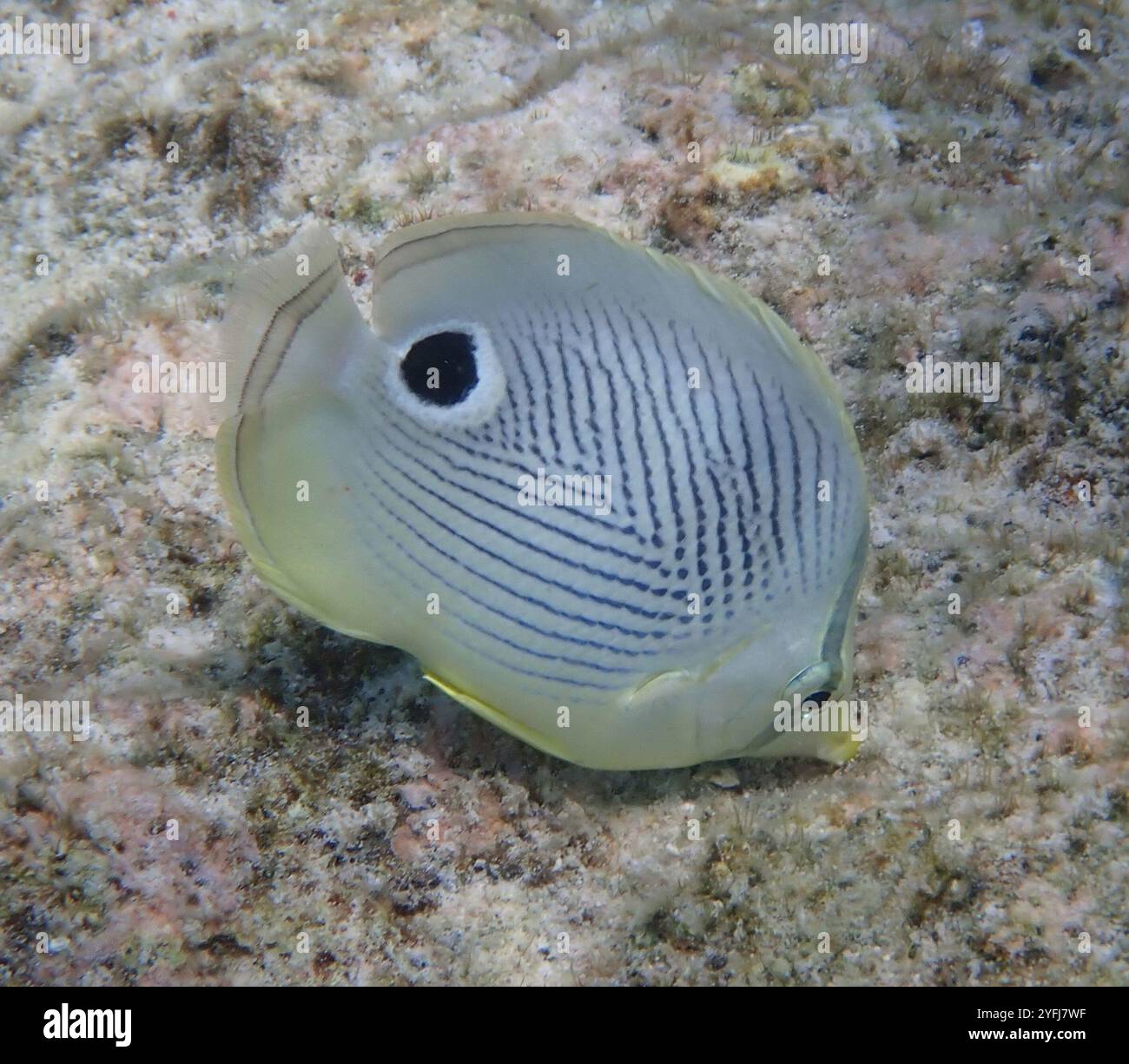 Four-eyed Butterflyfish (Chaetodon capistratus Stock Photo - Alamy