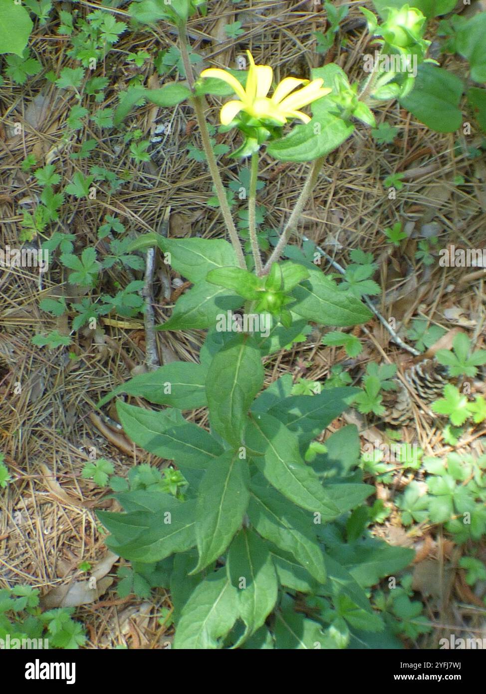 Starry rosinweed (Silphium asteriscus Stock Photo - Alamy