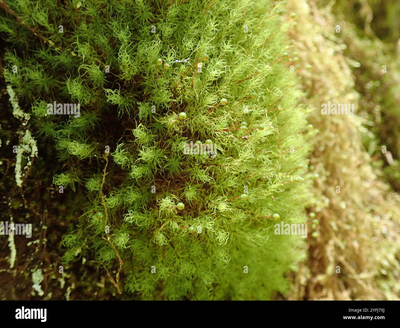 Common Apple-moss (Bartramia pomiformis Stock Photo - Alamy