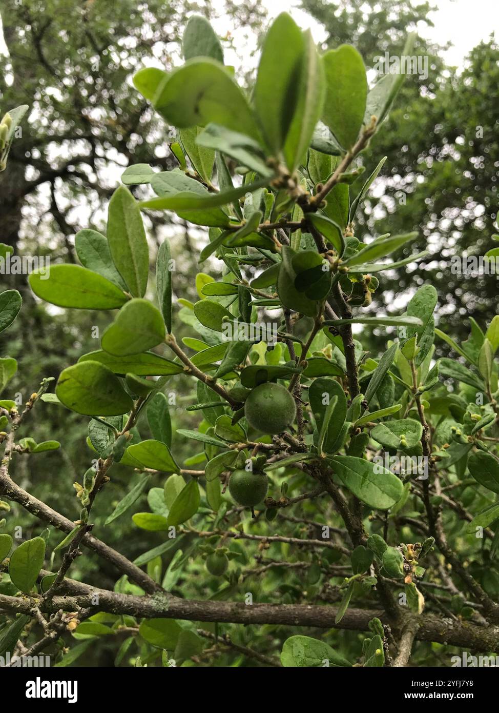 Texas Persimmon (Diospyros texana Stock Photo - Alamy
