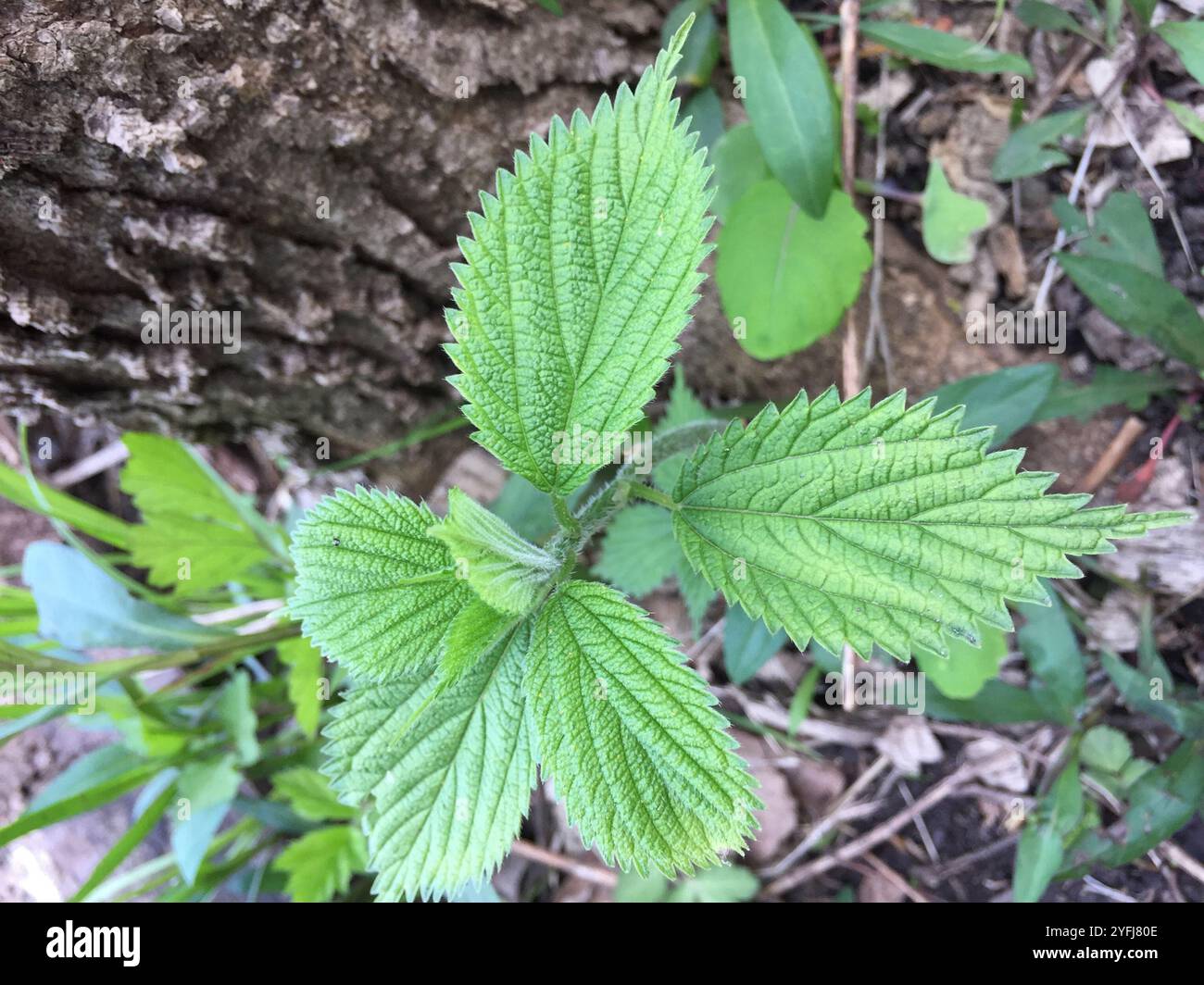 wood nettle (Laportea canadensis Stock Photo - Alamy