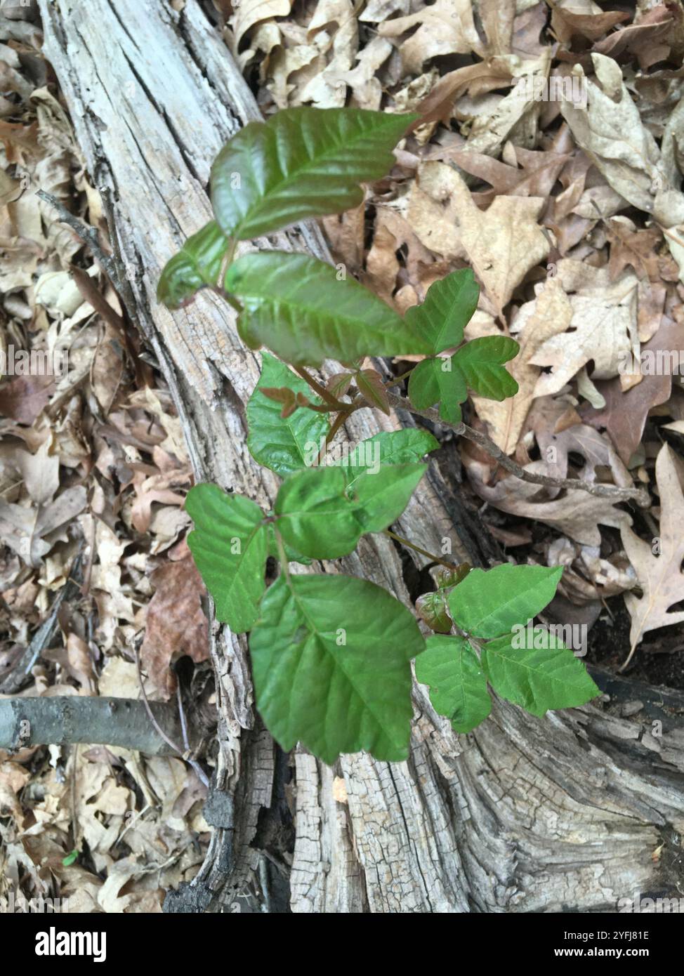 poison ivies and oaks (Toxicodendron Stock Photo - Alamy